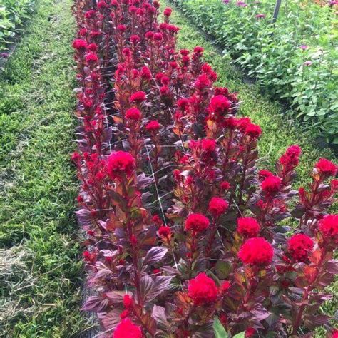 Celosia Cockscomb Higyoku Red Stem The Gardeners Workshop