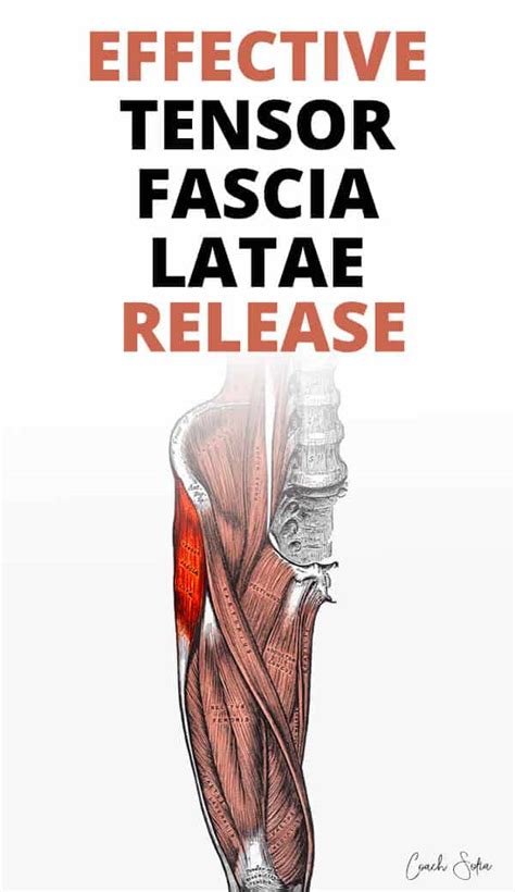 Tensor Fasciae Latae Trigger Point Tensor Fasciae Latae Trigger Point