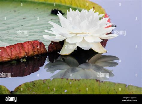 Giant Water Lily Pad And Flower Victoria Amazonica Pantanal Brazil
