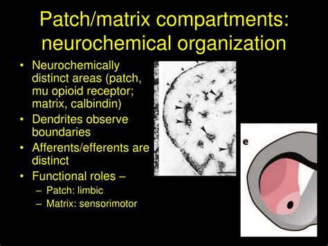 Ppt Functional Anatomy Of Basal Ganglia Modulation And Action Selection Powerpoint