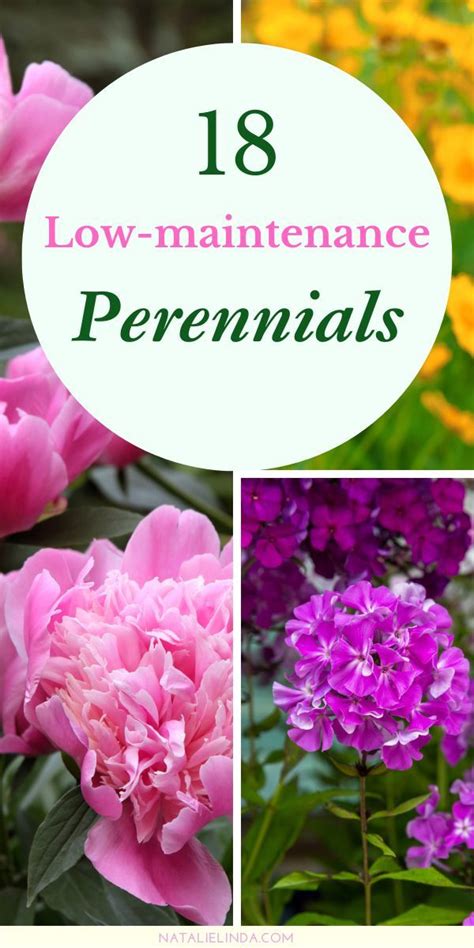 Names Of Perennial Flowers Low
