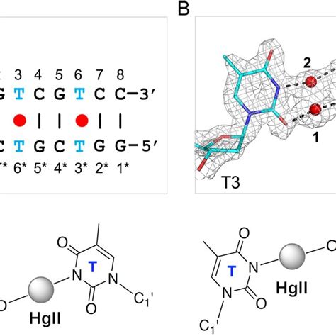 Unexpected Chg Ii T Pairing Mode A Sequences And Secondary Download Scientific Diagram