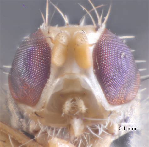 Tephritidae Bugguide Net