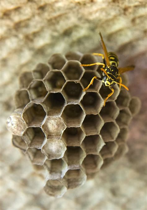 Wasp Swarms Total Pest Solutions