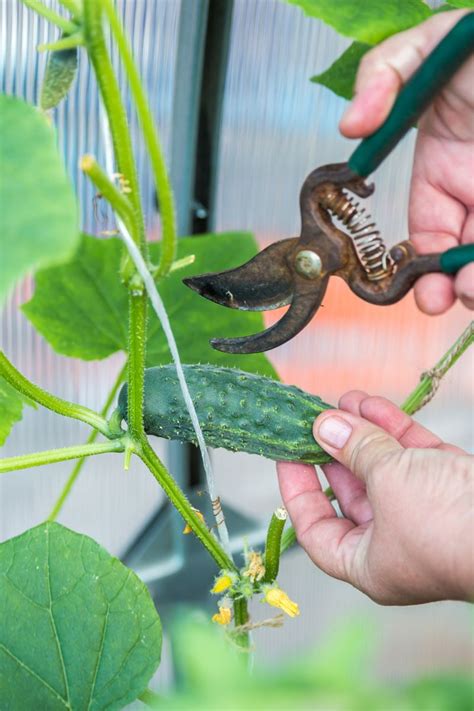 Here S When And How To Prune Cucumber Plants For Maximum Yield