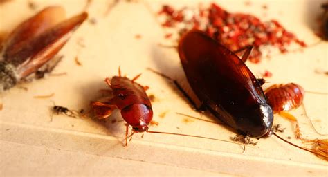 Smokybrown Cockroaches Facts And Information Ehrlich Pest Control