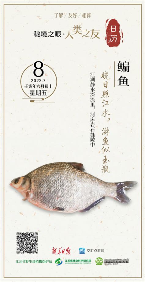 秘境之眼人类之友 日历 鳊鱼晓日照江水游鱼似玉瓶 方也 金亦炜 杨晓珑