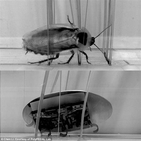 Cockroach Robot Uses Body Shape For Traversing Cluttered Environment Techietonics