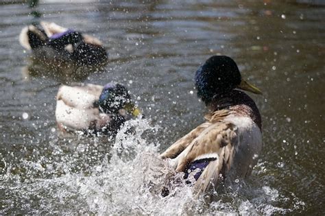 Premium Photo Duck Splashing Water In Pond