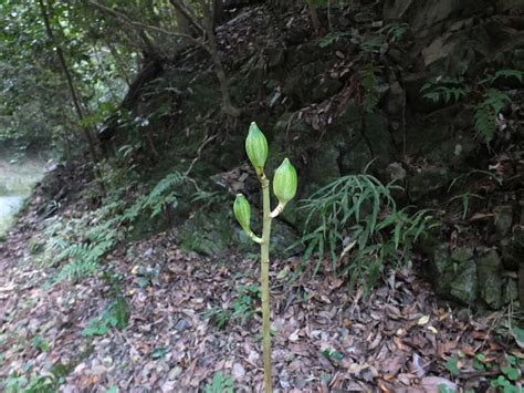 オオウバユリ kanmita1のなんでもページ