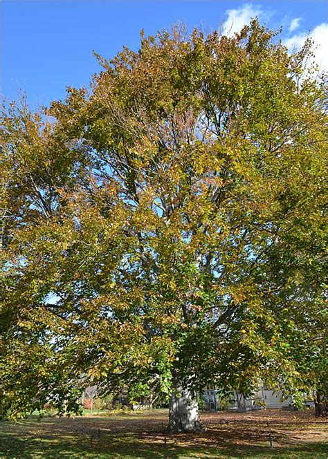 Copper Beech The Westmoor Arboretum Largest Tree Dbh