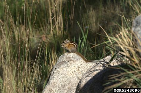 Chipmunk Got Pests Board Of Pesticides Control Maine Dacf