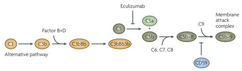 An Overview Of Eculizumab Creative Diagnostics