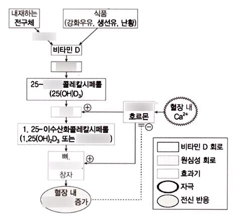 비타민 D 다이어그램 Quizlet