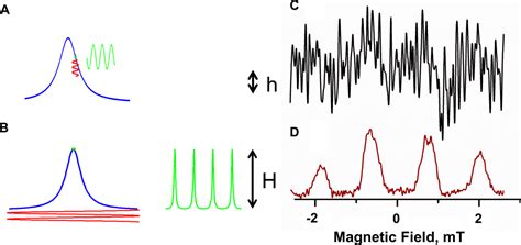 Video Rapid Scan Electron Paramagnetic Resonance Opens New Avenues For Imaging Physiologically