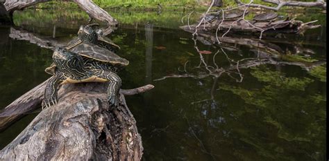 I Spy On Real Turtles Having Sex With 3d Printed Turtle Sex Dolls