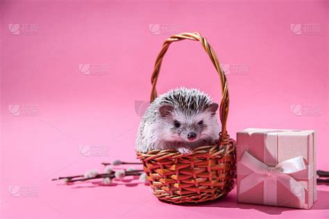 小刺猬坐在礼物旁边的篮子里