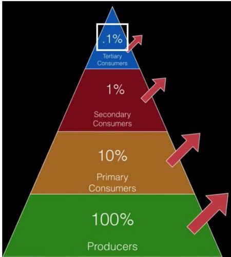 Trophic Structure Flashcards Quizlet