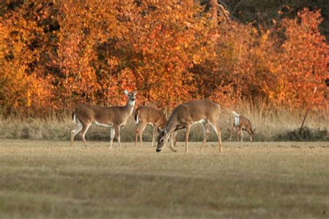 White Tailed Deer Facts And Information Hubpages