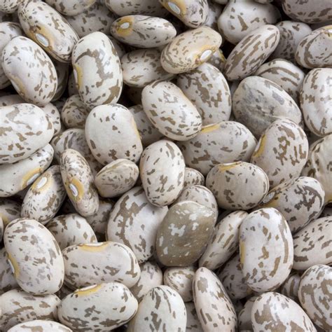 Mushroom Conversions Equivalents And Substitutions