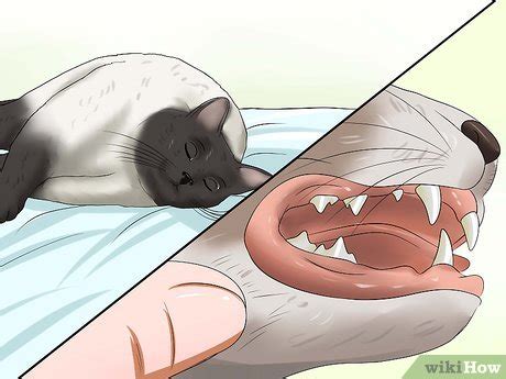 How To Check Cats For Fleas 13 Steps With Pictures WikiHow