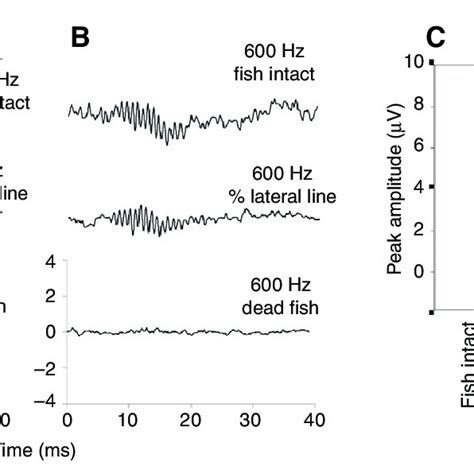 Auditory Evoked Potential Aep Waveforms And Peak Amplitude Download Scientific Diagram