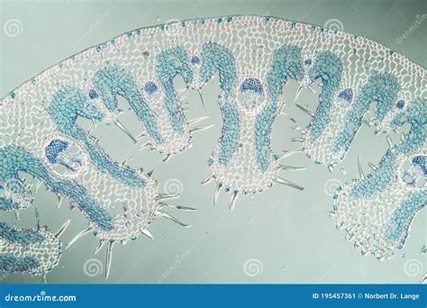 Beach Grass Leaf In Cross Section Stock Image Image Of Herbs Glass 195457361