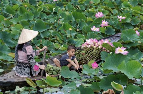 Exploring The Beauty Of The Vietnamese Lotus A Bus On A Dusty Road