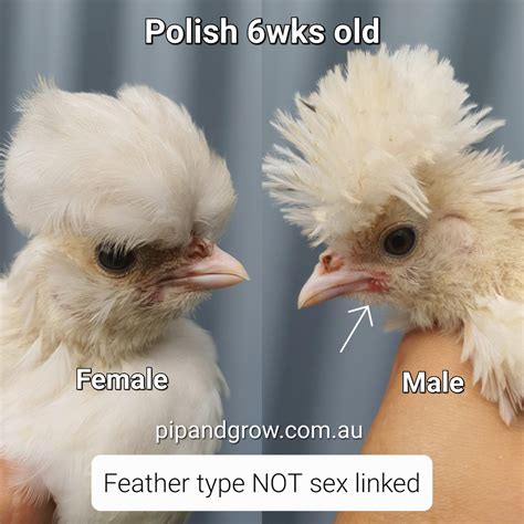 Polish Sexing Tips Pip And Grow
