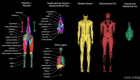 Totalsegmentator 针对ctmri数据的自动分割totalsegmentator Python版本 Csdn博客