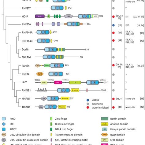 Human Hect E3 Protein Domain Architecture Overview Of The Domain Download Scientific Diagram