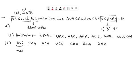 Solved On The Lines Provided Above Label The Ends Of The Mrna As 5