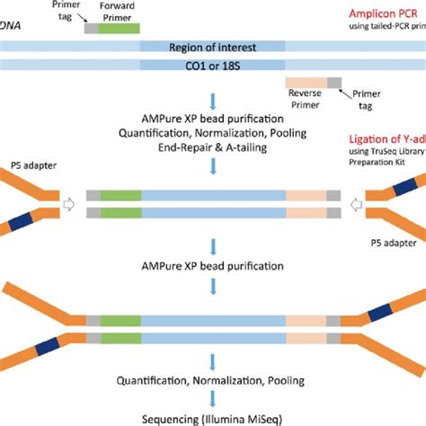 Pdf Preparation Of Amplicon Libraries For Metabarcoding Of Marine