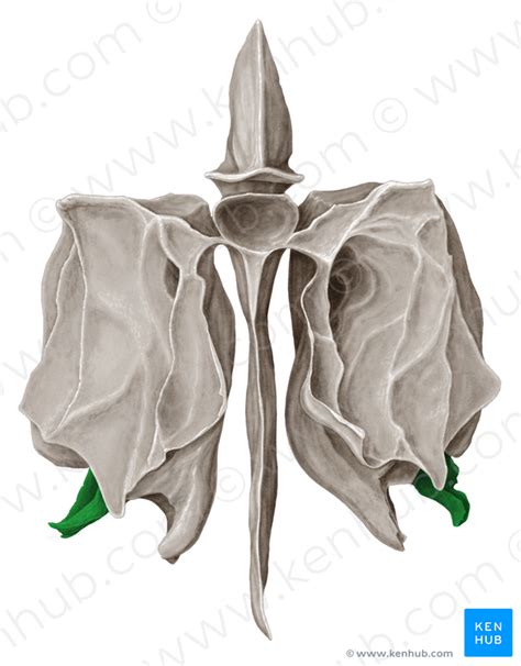 Uncinate Uncinate Process Of Ethmoid Bone Processus Uncinatus