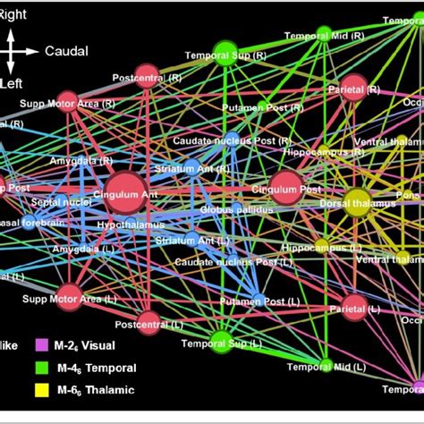 Mouse Lemur Networks Identified Using Graph Analysis Based On 48 Download Scientific Diagram