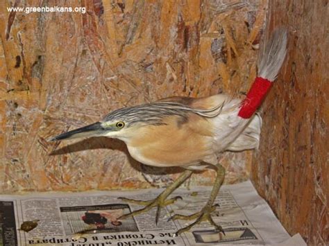 Простреляни и конфискувани птици и влечуги са новите пациенти на спасителния център на Зелени