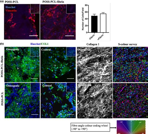 Figure 5 From Mimicking 3d Bone Microenvironment Using A Hybrid Hydrogel Nanocomposite Scaffold