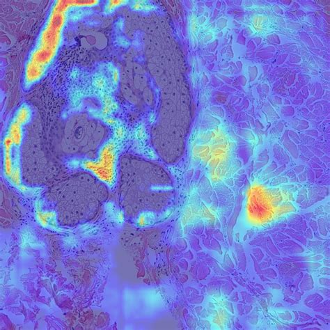 concept review segmentation models how to use class activation maps