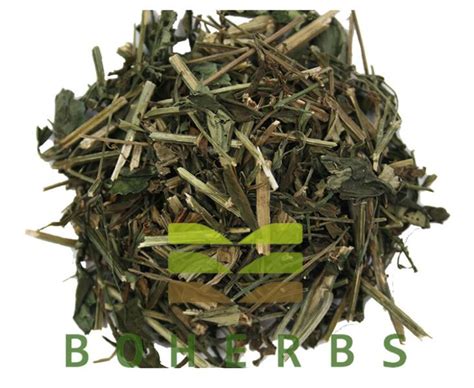 China Andrographis Herba Common Andrographis Herb Andrographis Paniculata Kalmegh Chuan Xin Lian