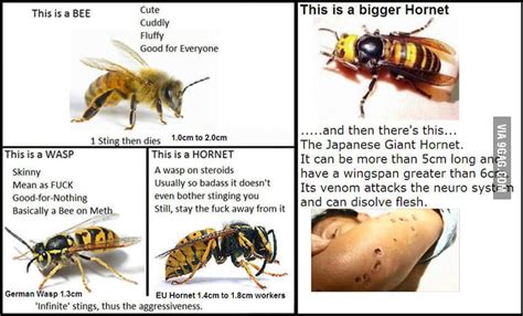 So I Added Something To The Bee Vs Wasp Vs Hornet Thing Seeing As The