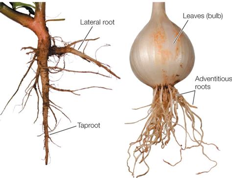 Getting Rid Of Weeds Without Herbicides — Stone Pier Press