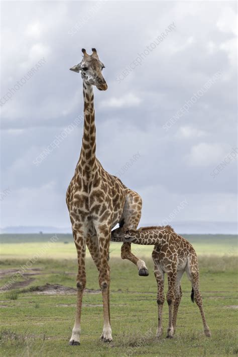 Giraffe Stock Image F045 5450 Science Photo Library