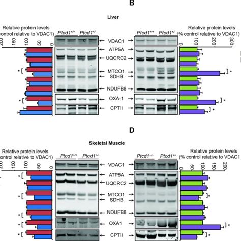 High Fat Diet Can Specifically Protect The Liver From Impaired