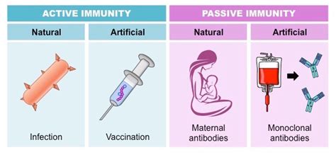Differences Between Active And Passive Immunity Online Science Notes