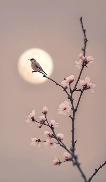 عکس های پس زمینه طبیعت بهترین تصاویر طبیعت پیشنهادی تاوعکس