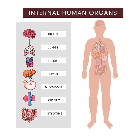 Human Body Internal Organs Infographics Against White Background 23314263 Vector Art At Vecteezy