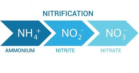 Nitrification Assignment Point