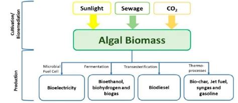 Carbon Sequestration Through Algae Route Download Scientific Diagram