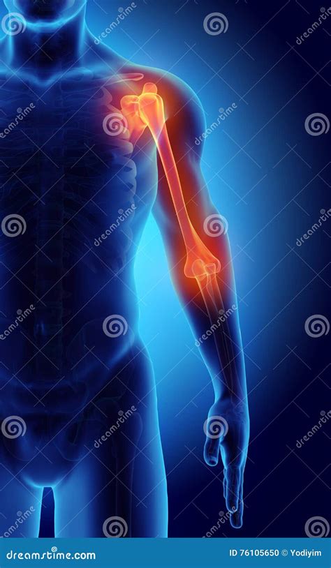 3d Illustration Of Humerus Medical Concept Stock Illustration Illustration Of Blue Muscle