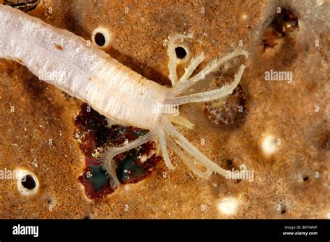 Sea Cucumber Either Euapta Sp Or Synapta Sp Showing The Feeding